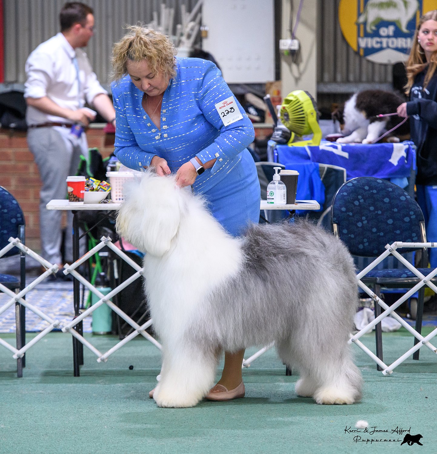 Nov 2024 Working Dog Club - Galleries - Dogs - #21