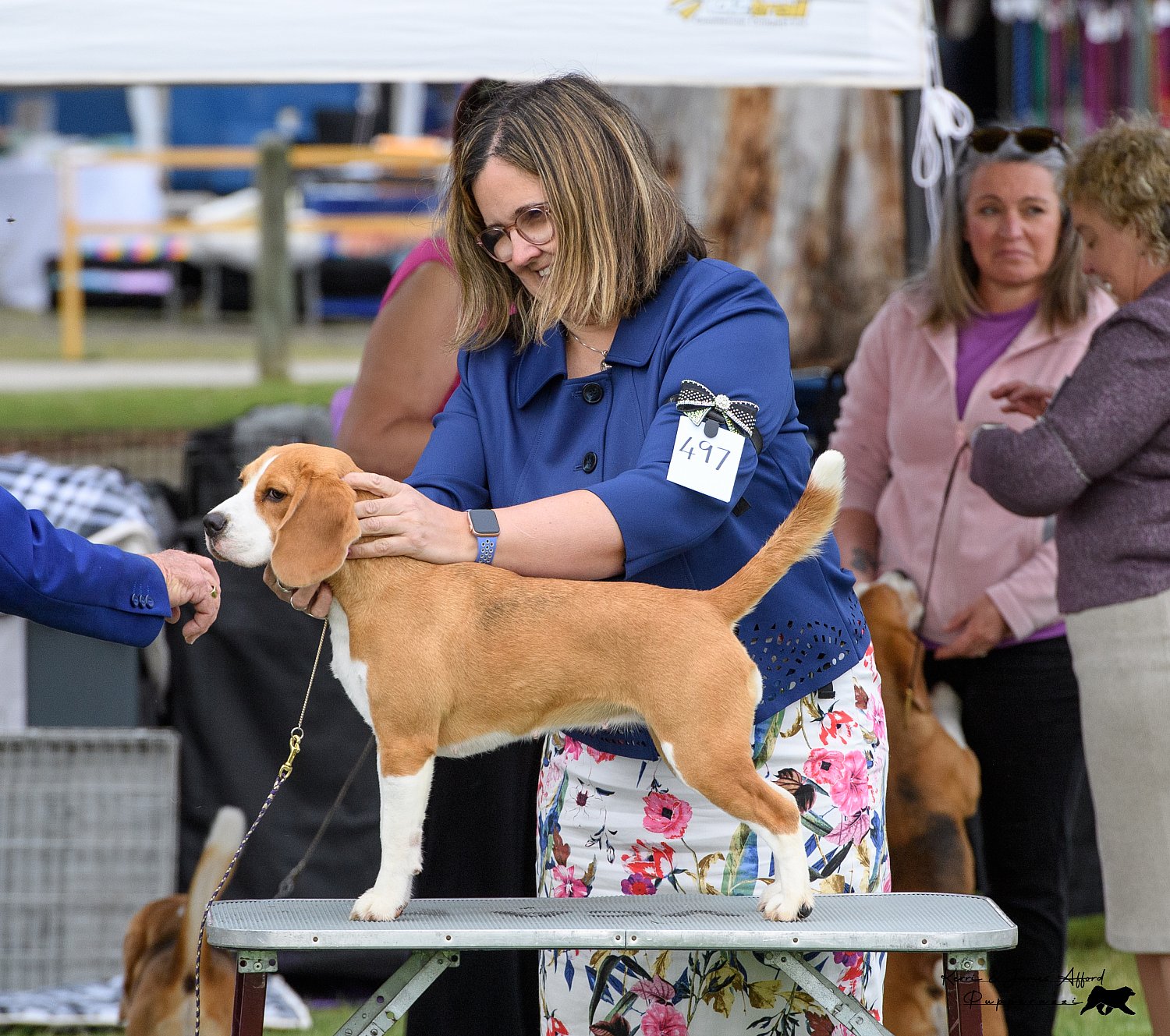 Vic Womens Hounds & Siberian Husky - Galleries - Dogs